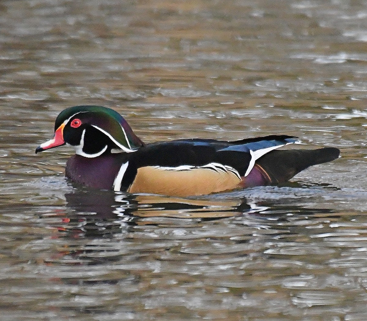eBird Checklist - 18 Feb 2020 - William Land Park - 24 species