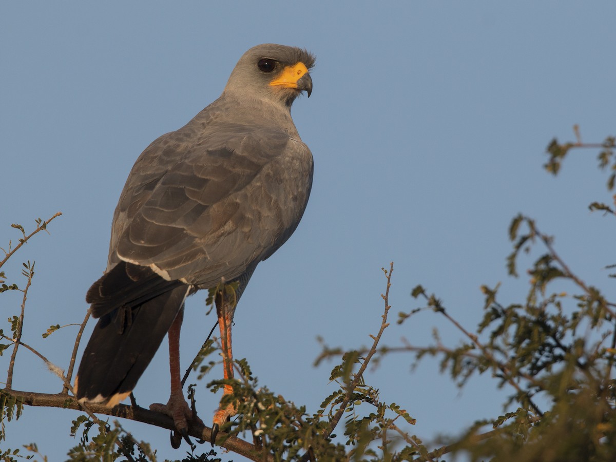 Eastern Chanting-Goshawk - Melierax poliopterus - Birds of the World