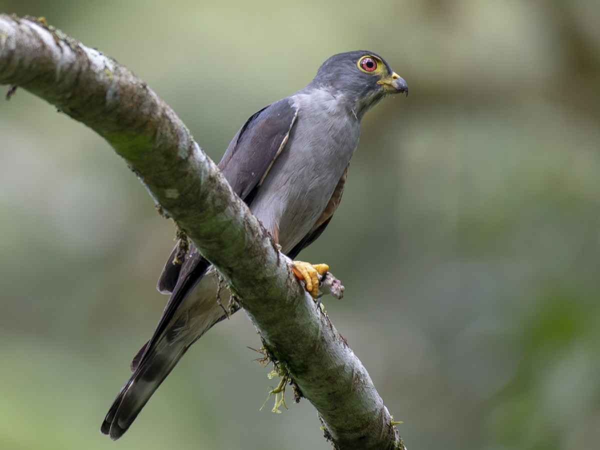 Rufous-thighed Kite - Harpagus diodon - Birds of the World