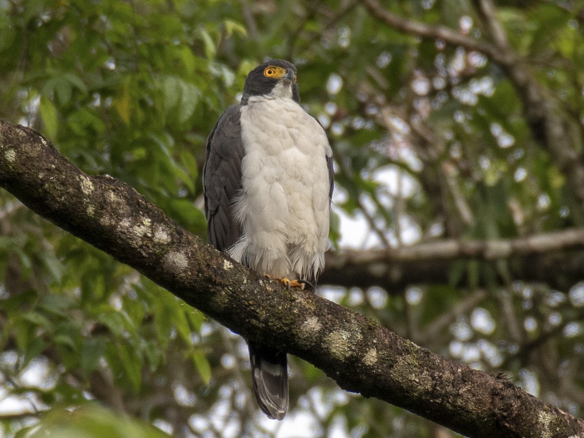 Gray-bellied Hawk - Accipiter poliogaster - Birds of the World