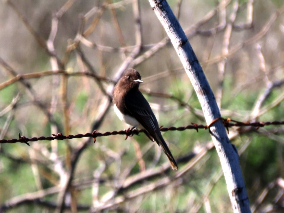 eBird Checklist - 4 Feb 2020 - Santa Cruz Flats--Picacho Hwy/Greene ...
