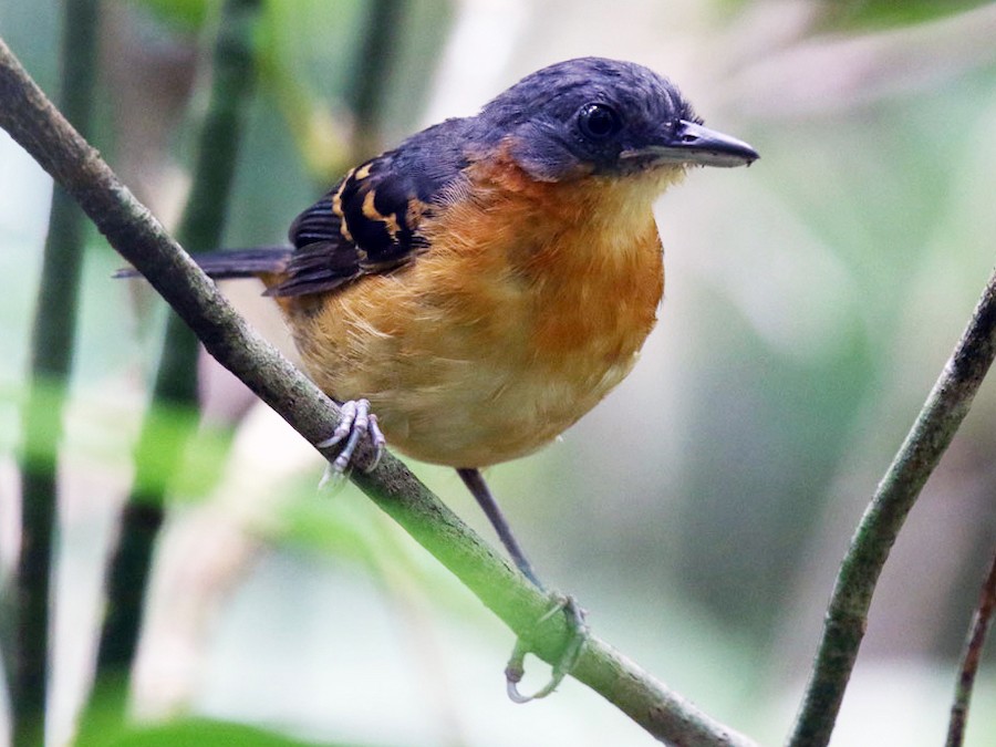 Allpahuayo Antbird - eBird
