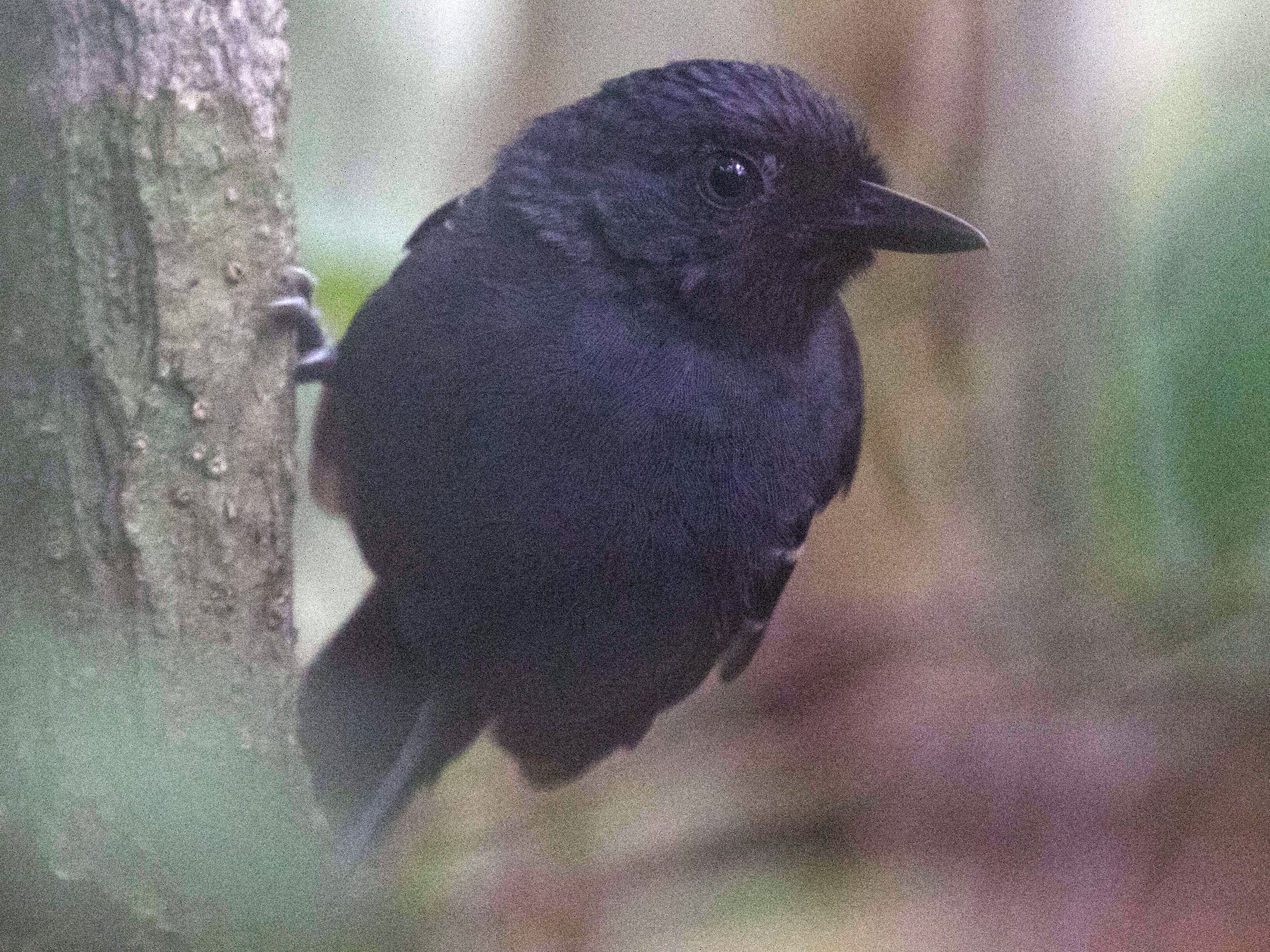 Allpahuayo Antbird - eBird