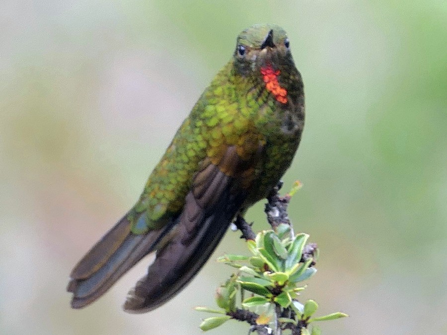 Fiery-throated Metaltail - eBird