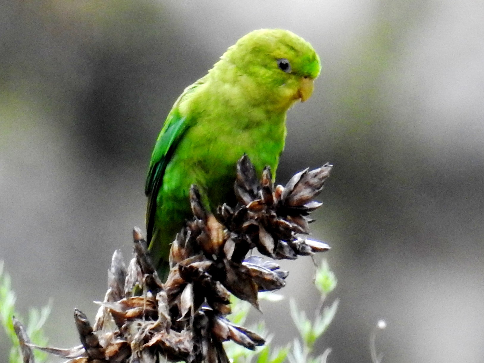 クネンボインコ - eBird