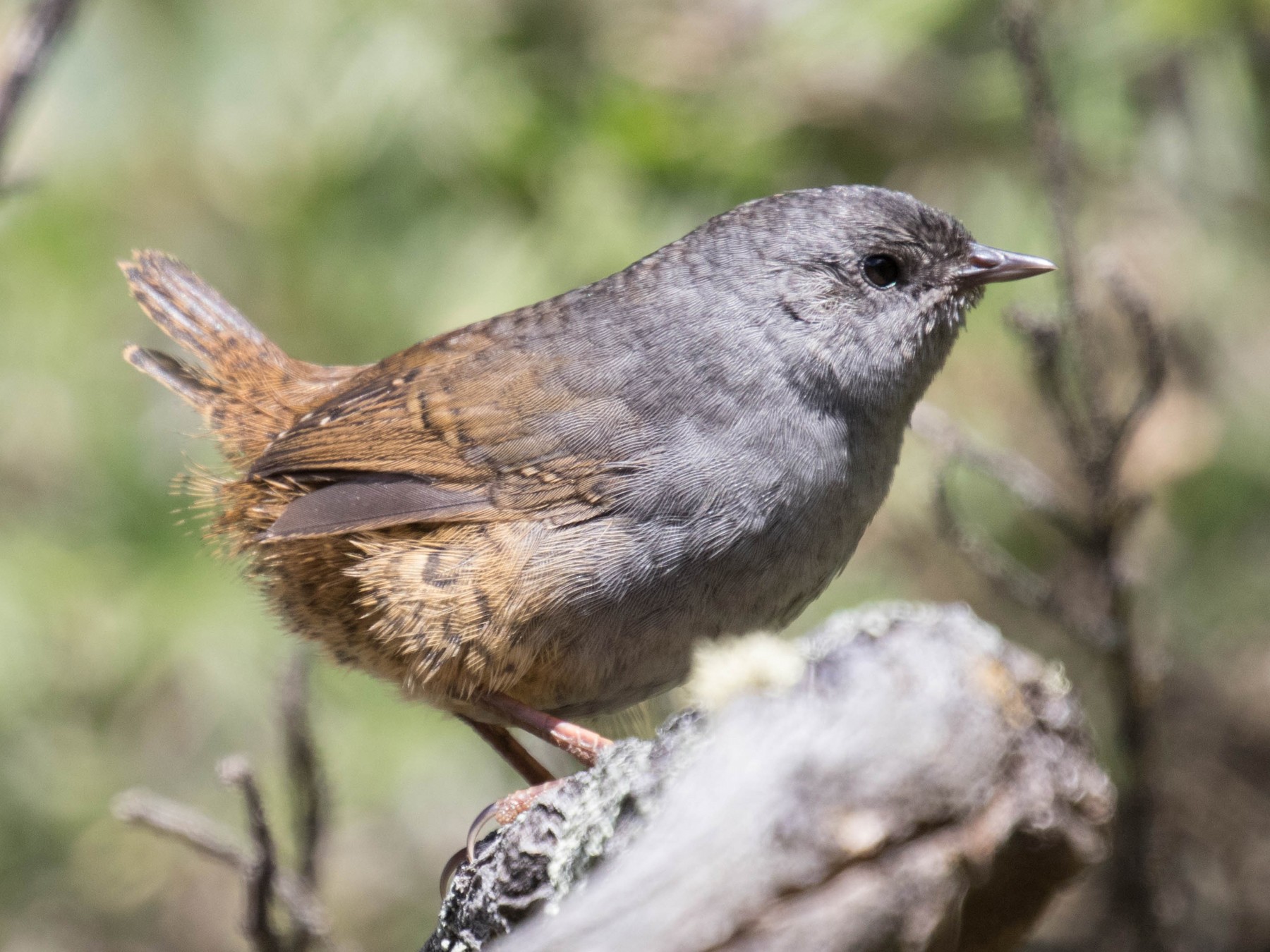 Ancash Tapaculo - eBird