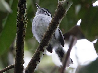 Ash-throated Antwren - eBird