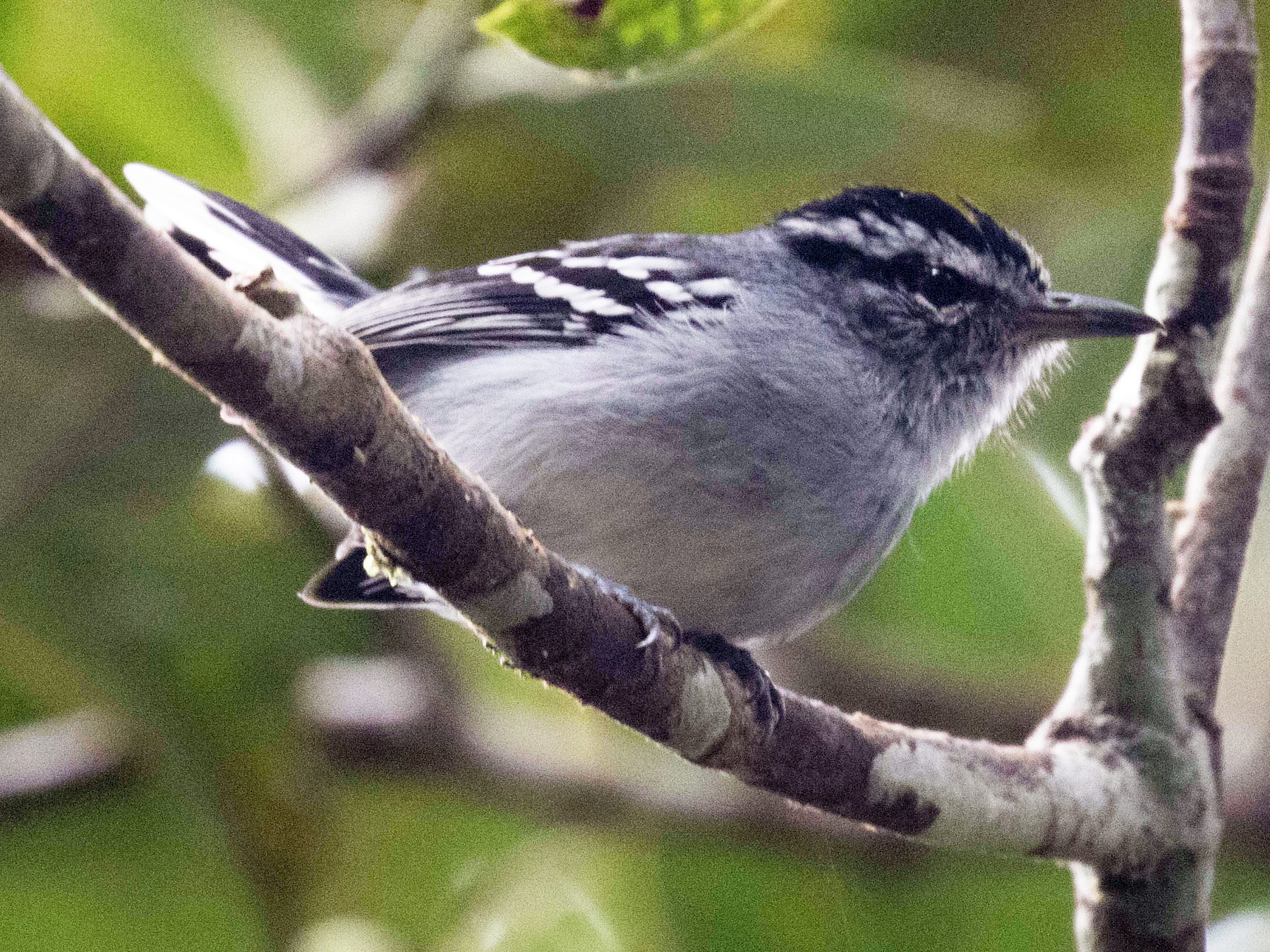 Ash-throated Antwren - eBird