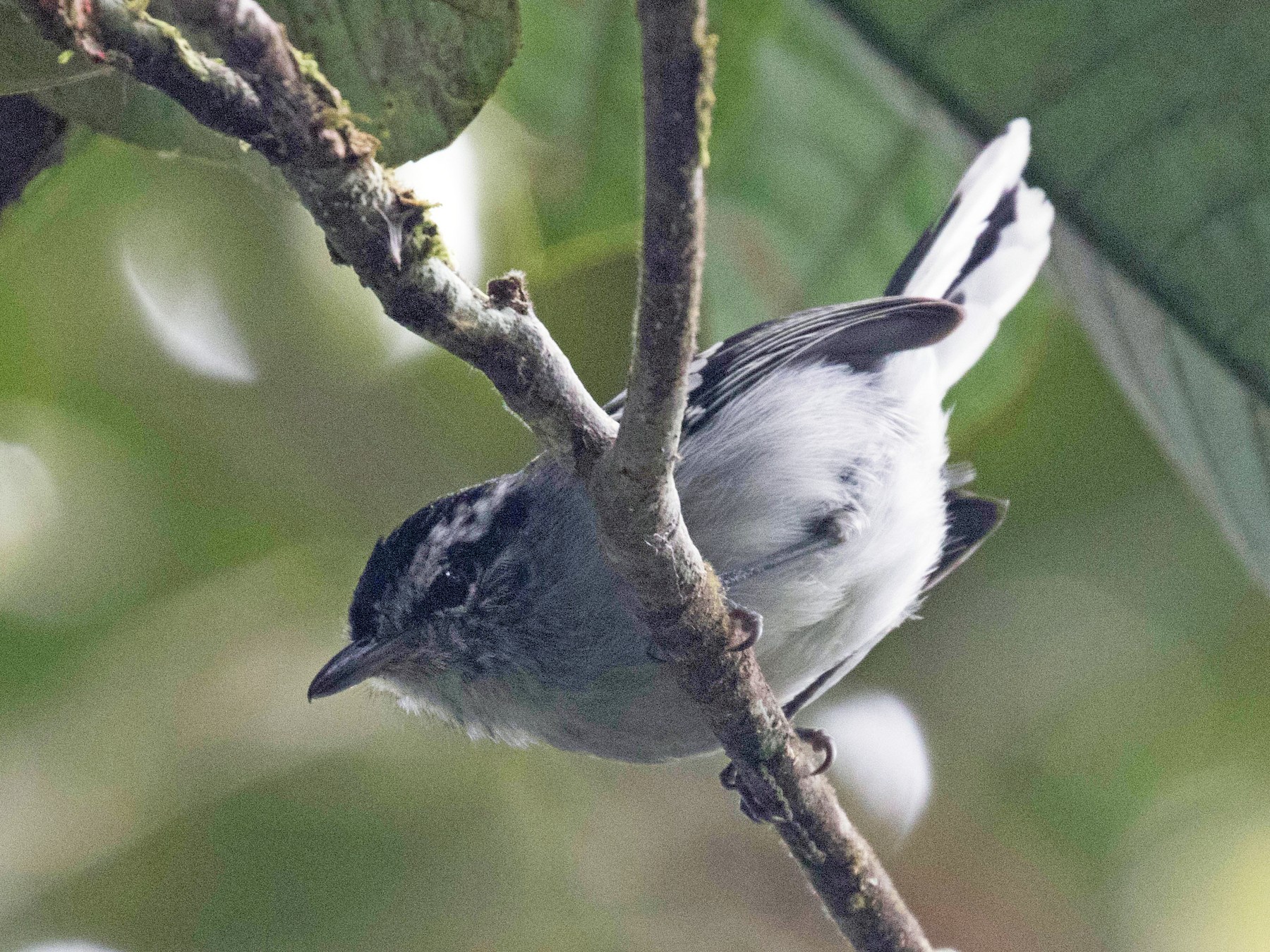 Ash-throated Antwren - eBird