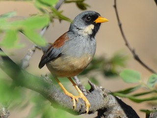 Buff-bridled Inca-Finch - eBird