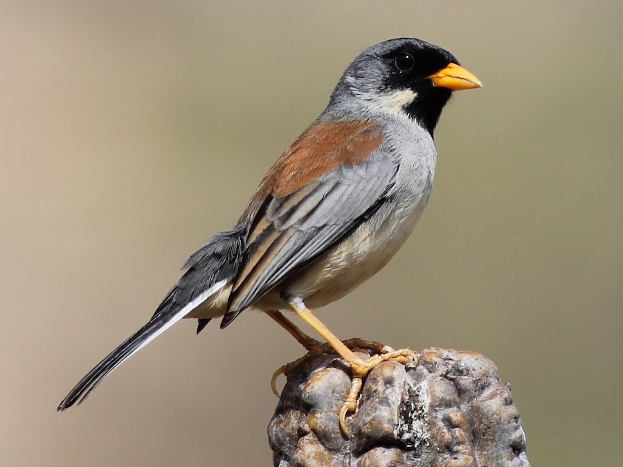 Buff-bridled Inca-Finch - eBird
