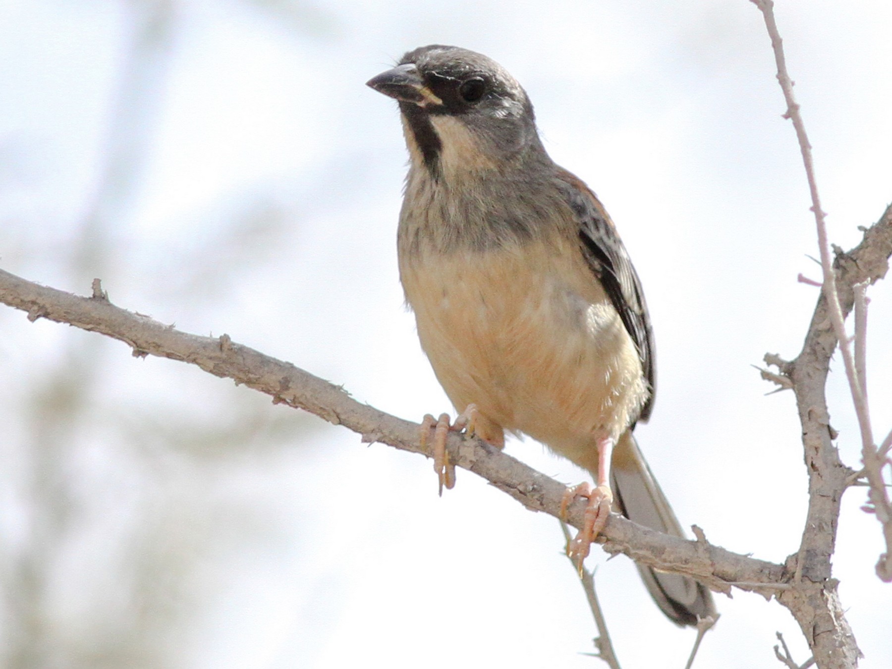 Buff-bridled Inca-Finch - eBird