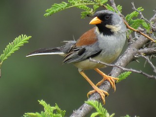 Buff-bridled Inca-Finch - eBird