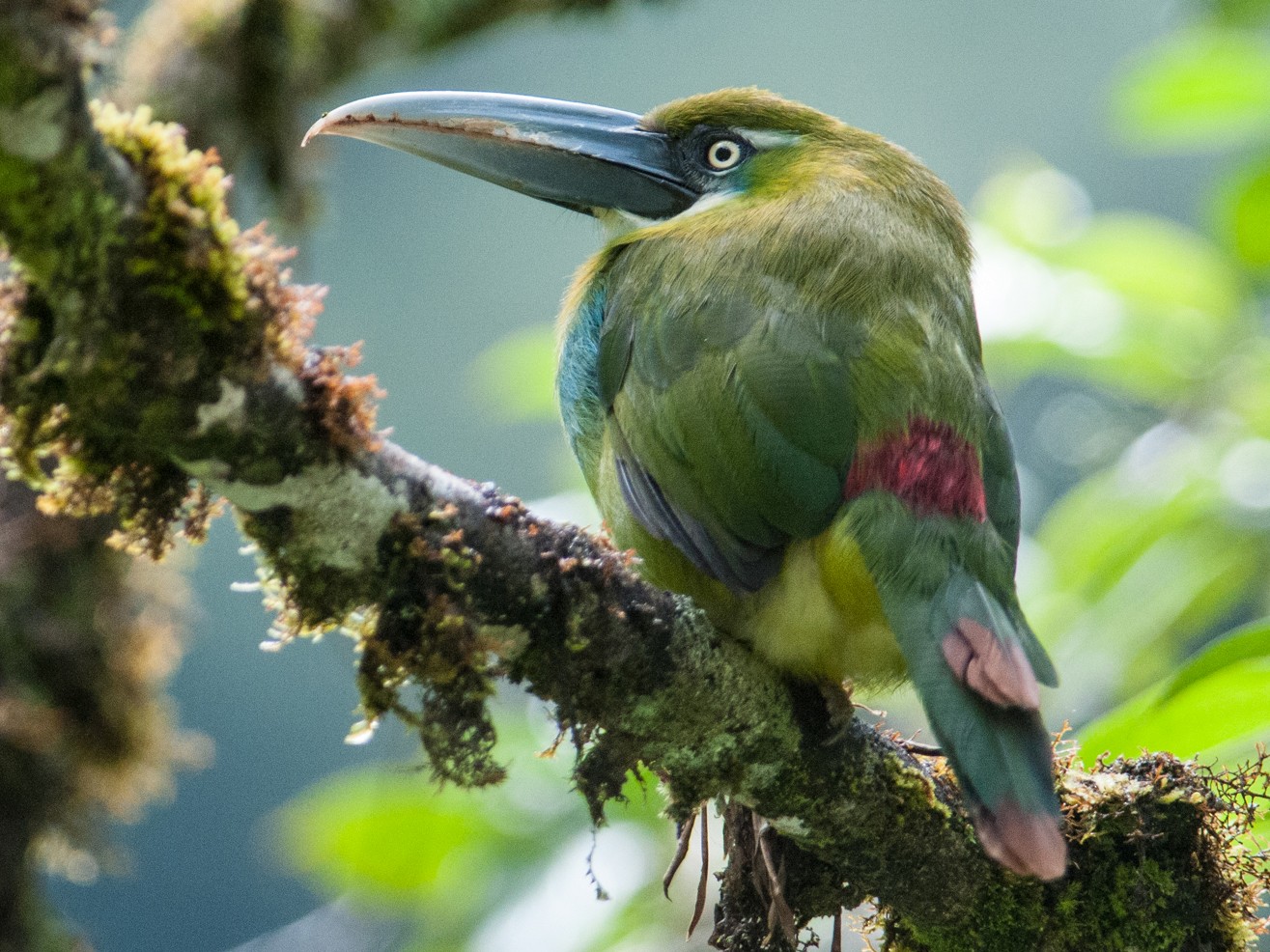 Blue-banded Toucanet - eBird
