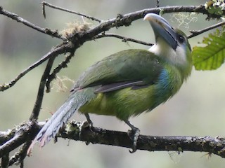 Blue-banded Toucanet - eBird