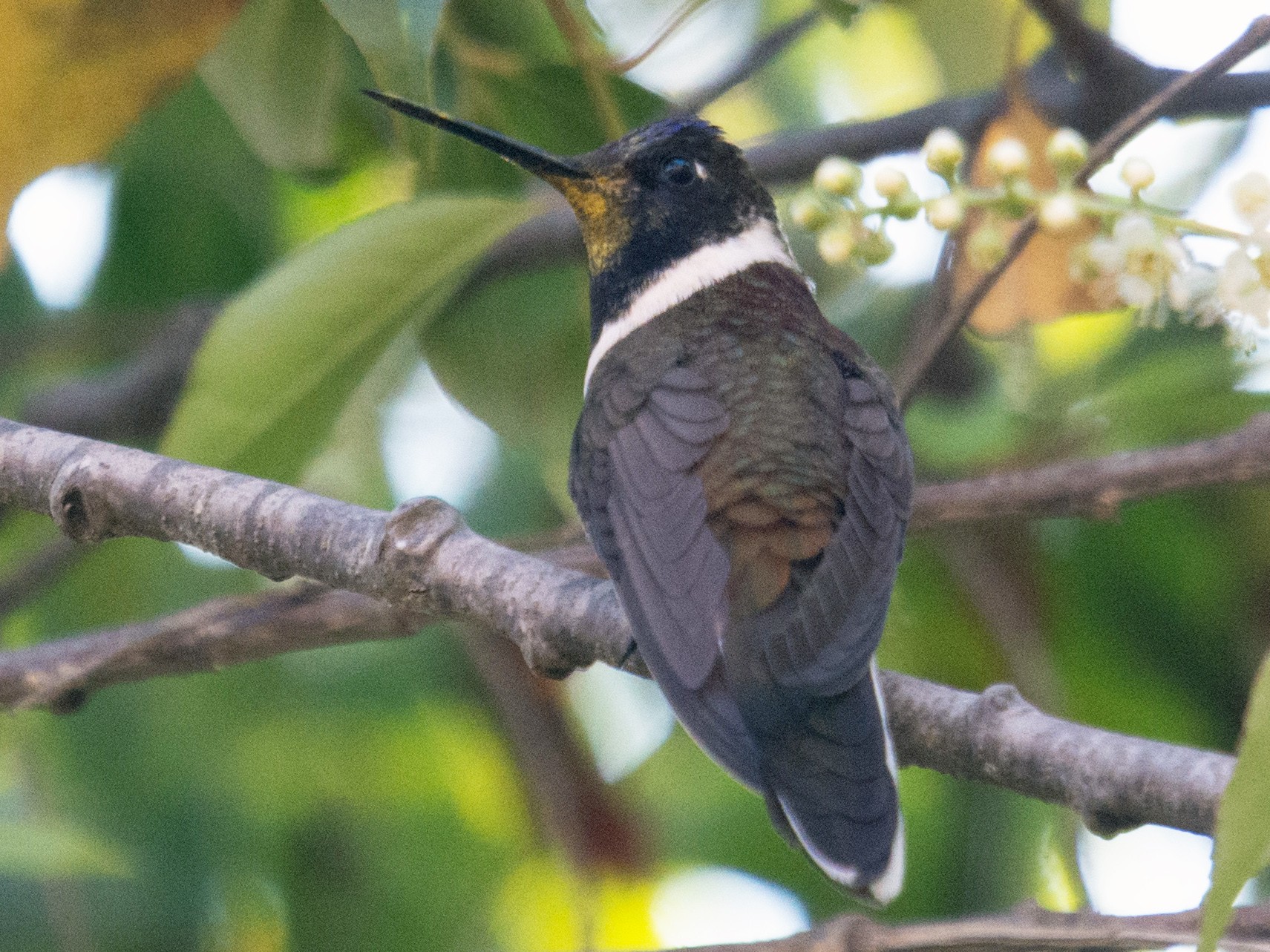 Bearded Mountaineer - eBird