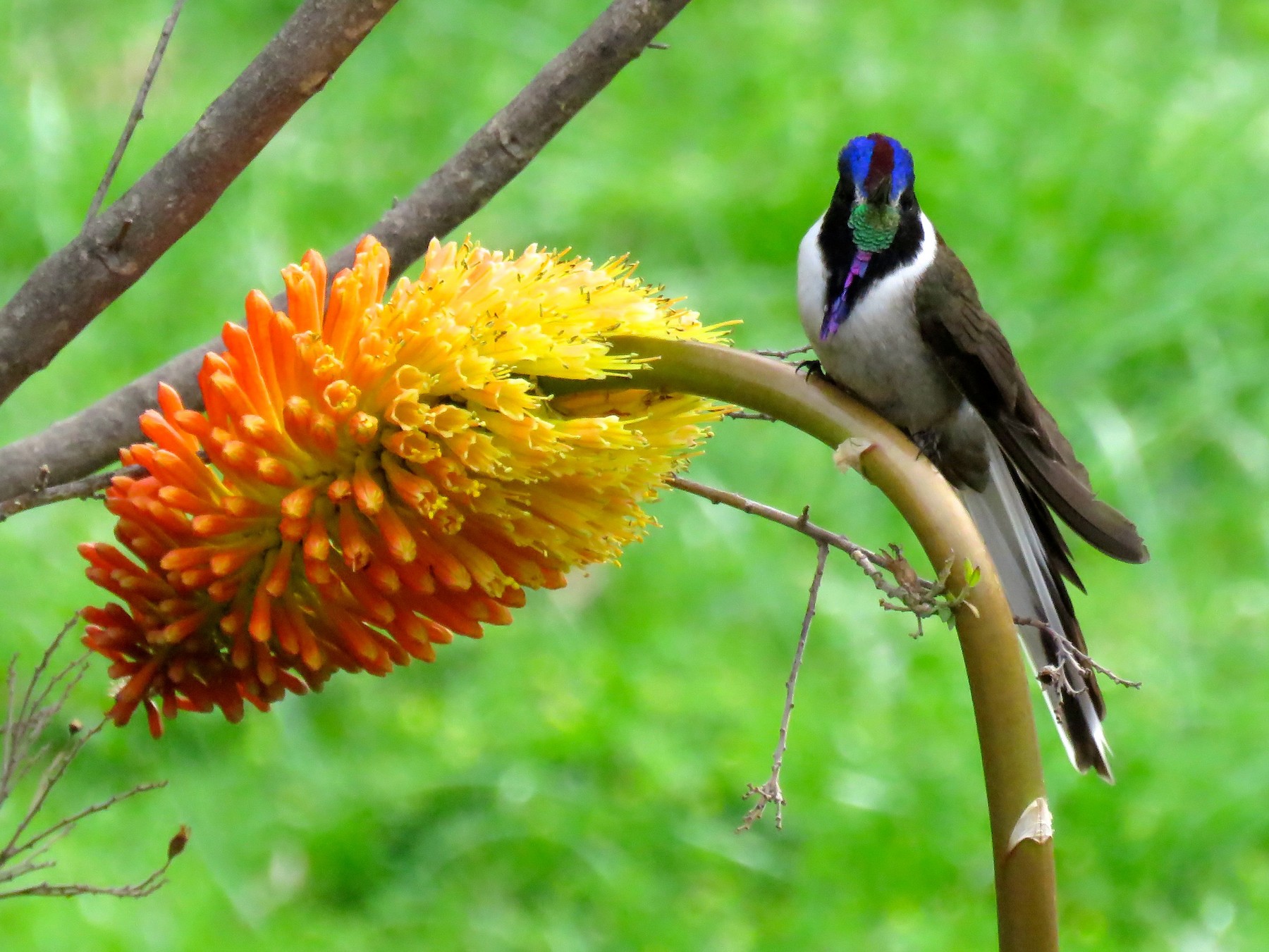 Bearded Mountaineer - eBird