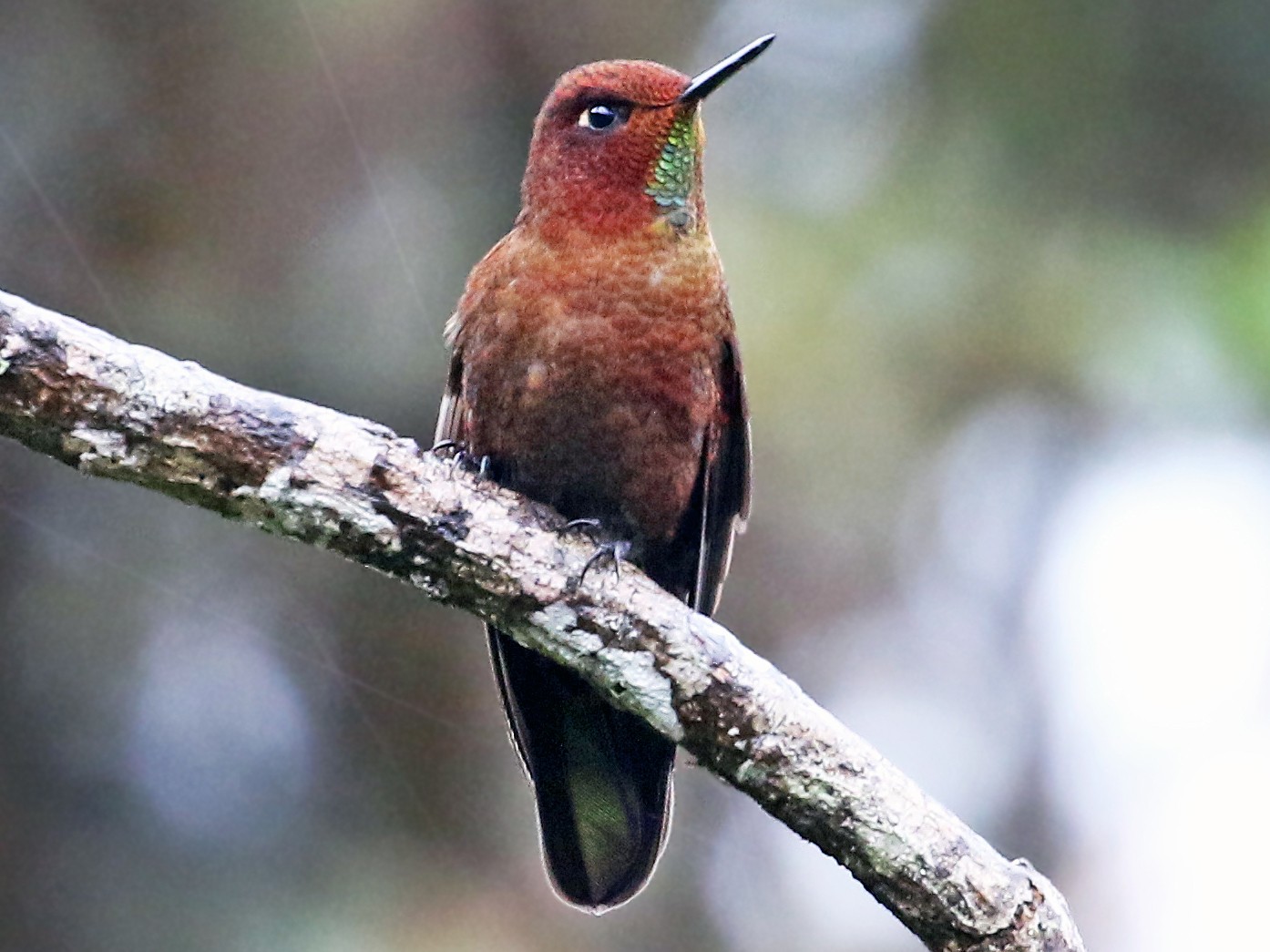Coppery Metaltail - eBird