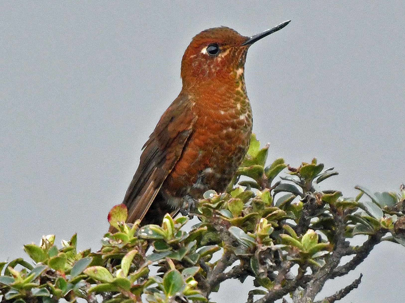 Coppery Metaltail - eBird