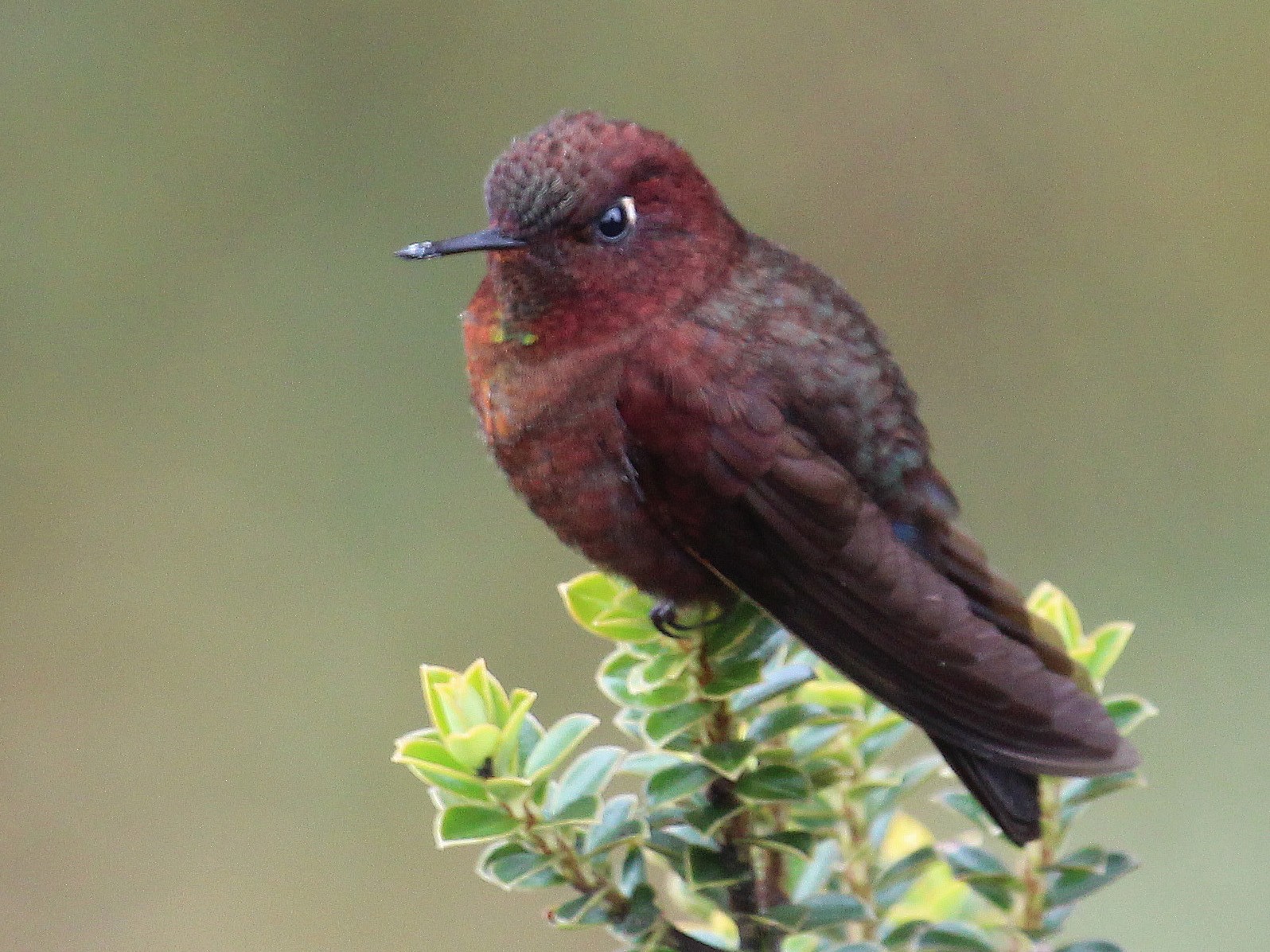 Coppery Metaltail - eBird