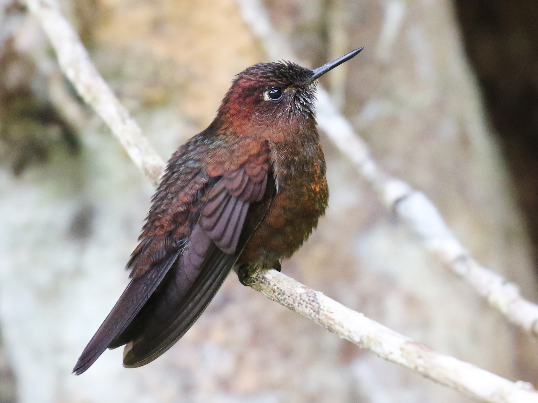 Coppery Metaltail - eBird