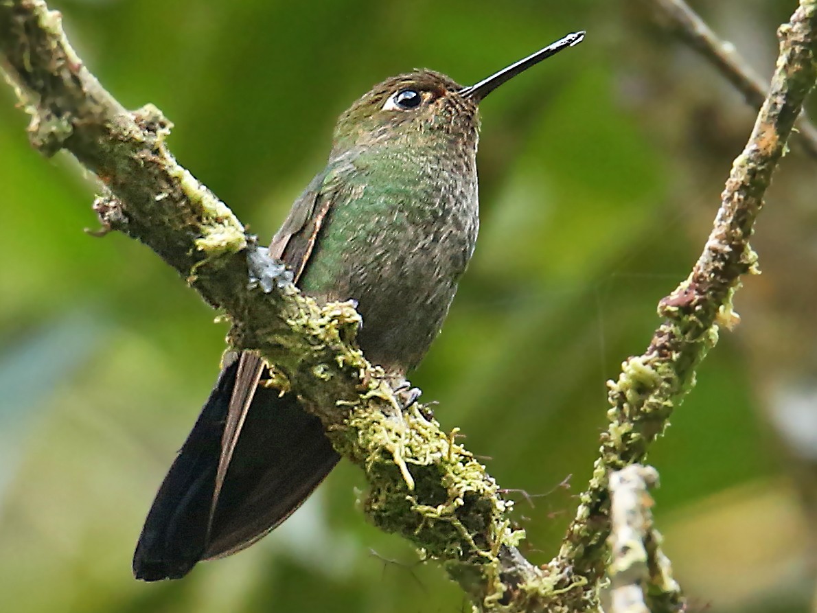 Buff-thighed Puffleg - eBird