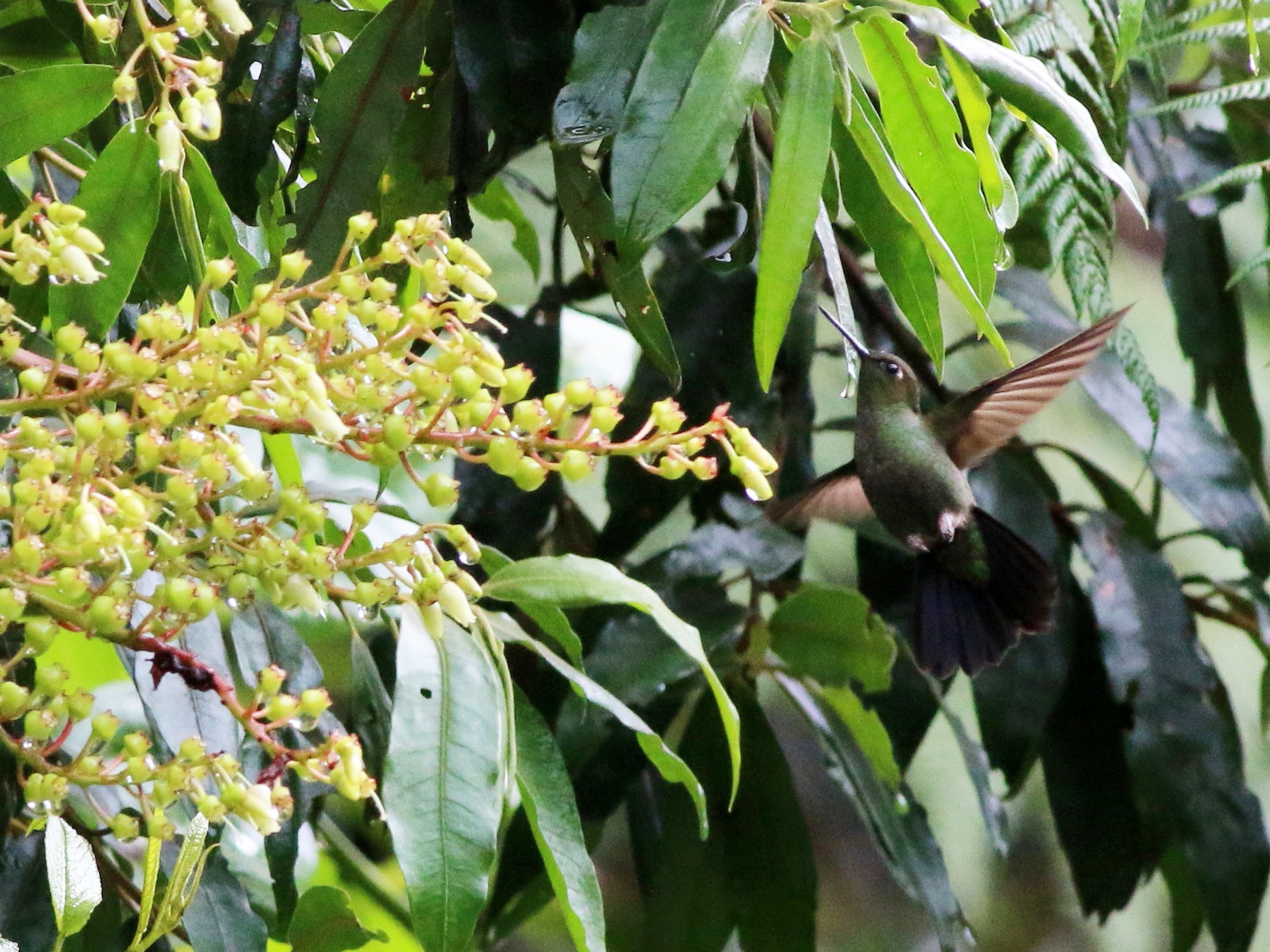 Buff-thighed Puffleg - eBird