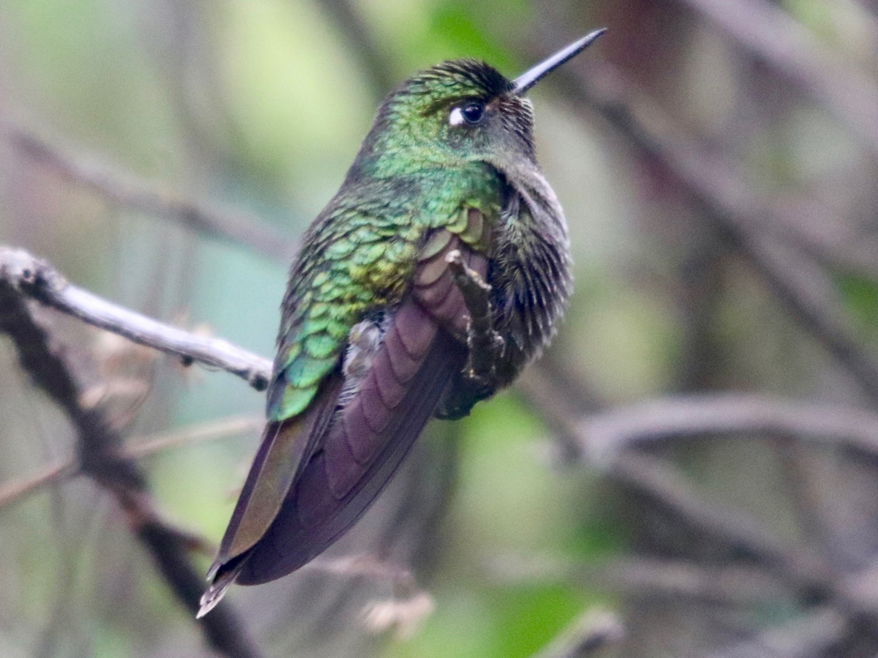 Buff-thighed Puffleg - eBird