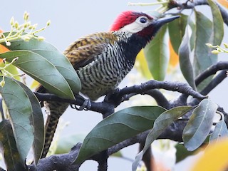 Carpintero Peruano - eBird