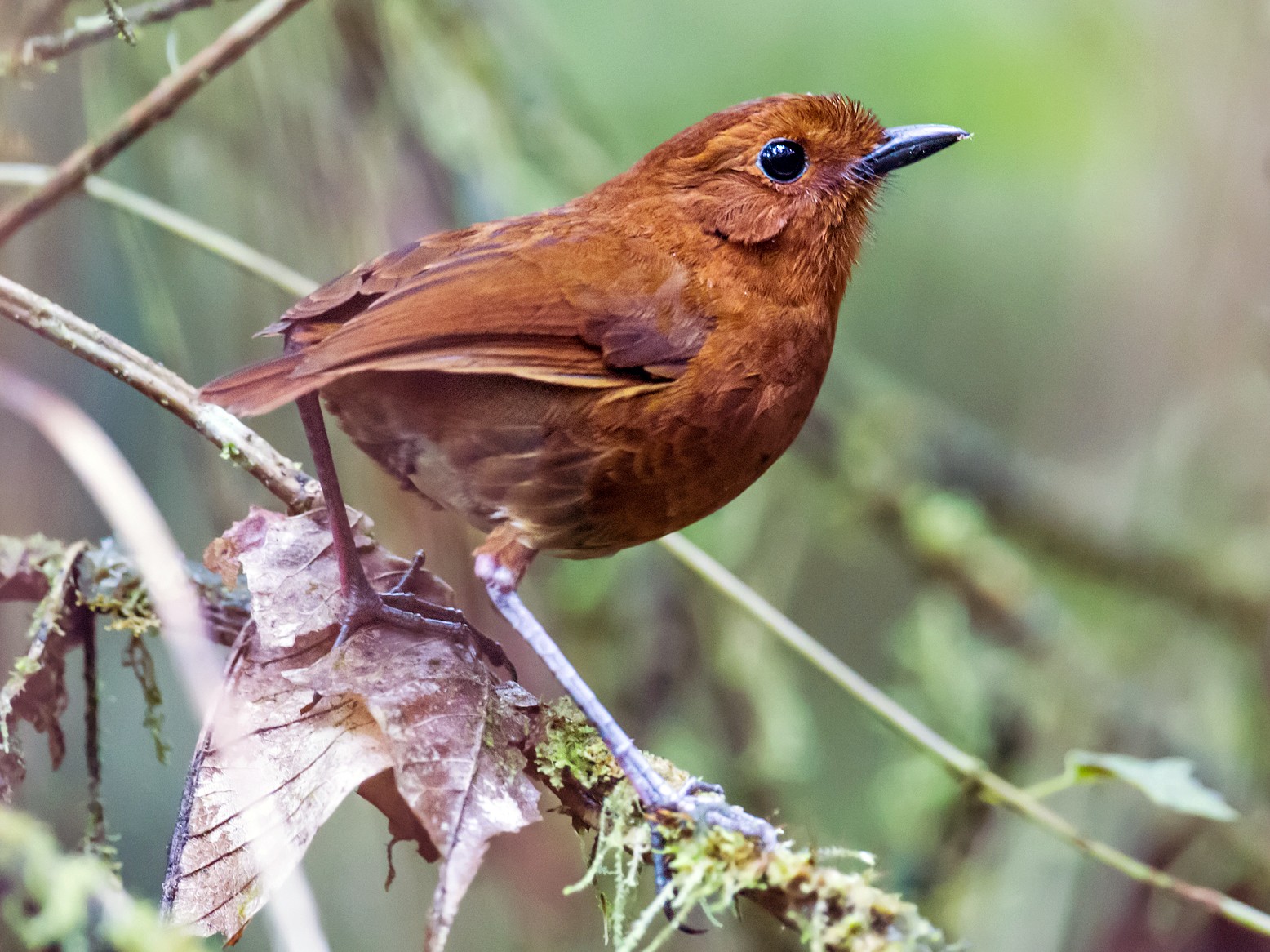 Mravlja pita iz Oksapampe - eBird