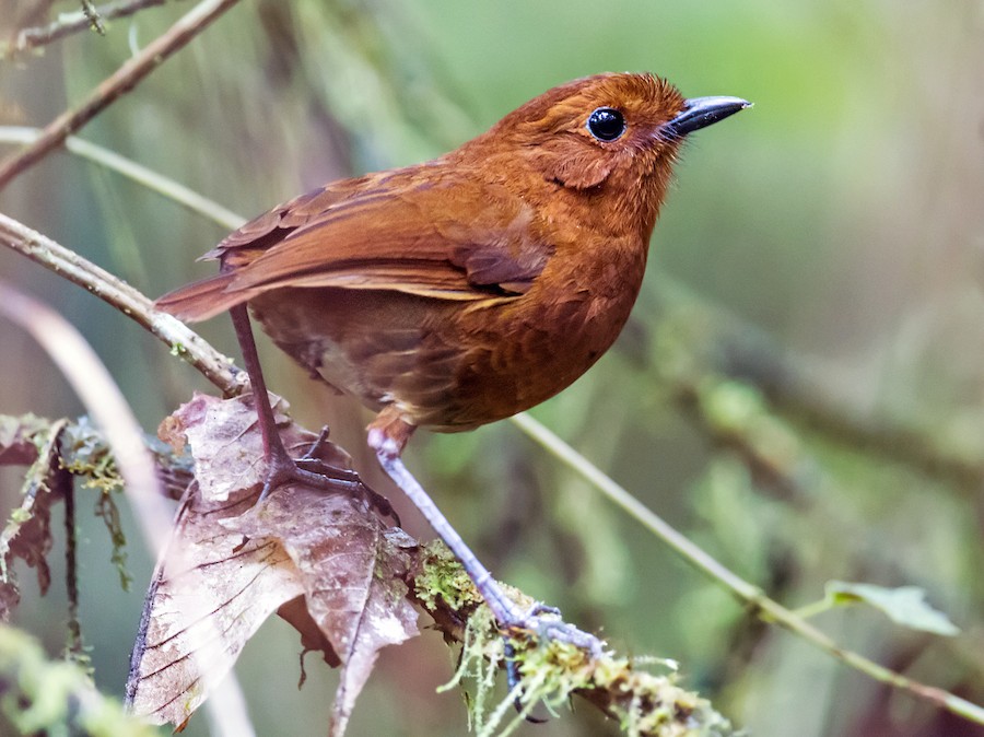Oxapampa Antpitta - eBird