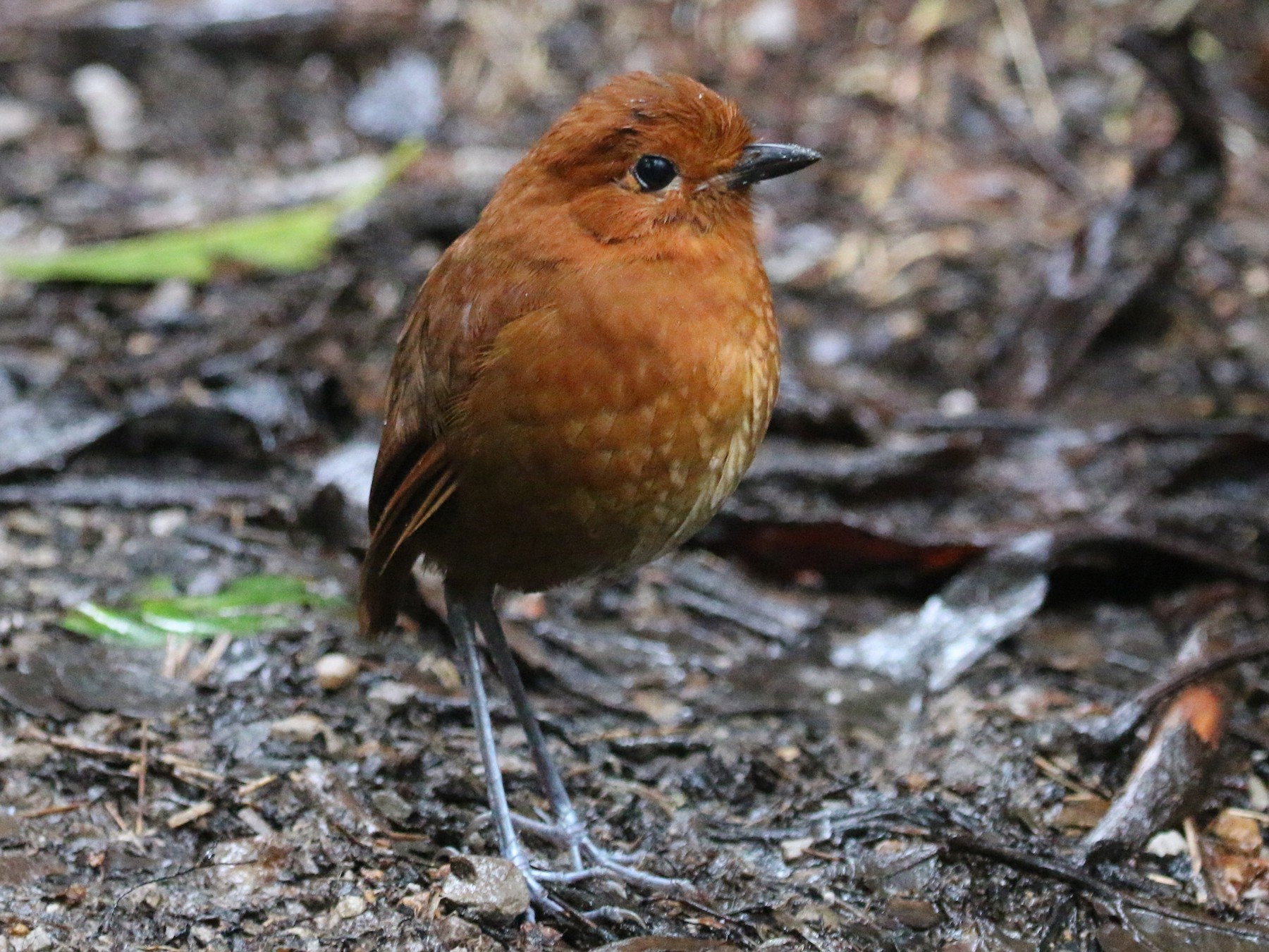 Chestnut Antpitta - eBird