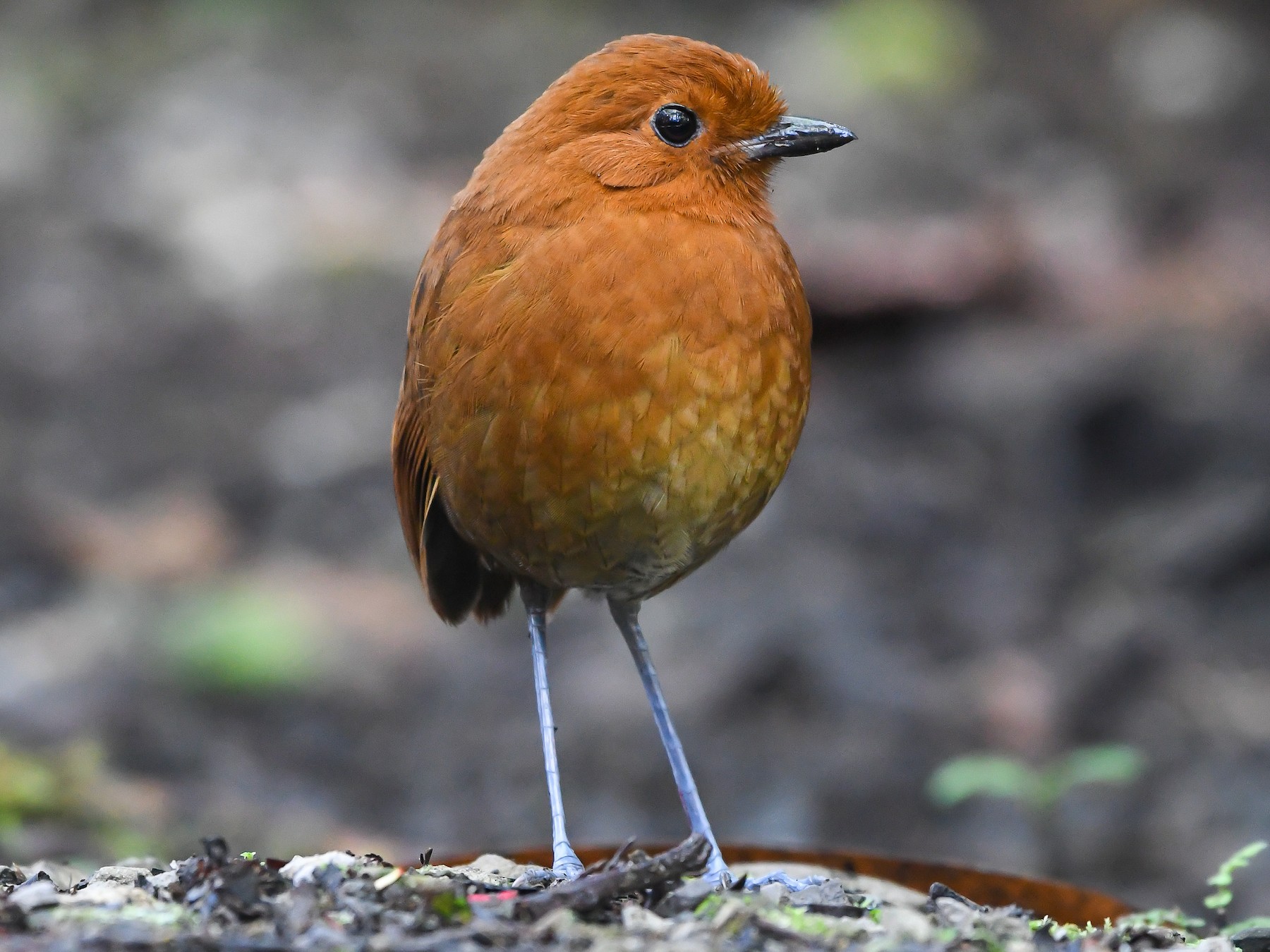 Chestnut Antpitta - eBird