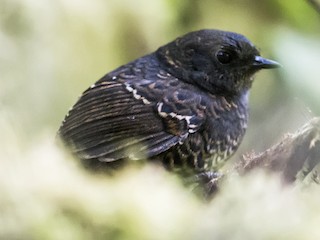 Junin Tapaculo - eBird