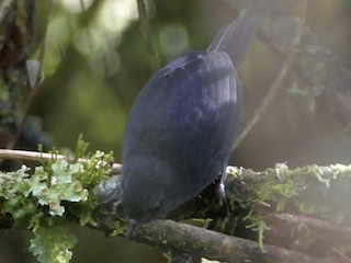 Junin Tapaculo - eBird