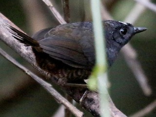 Bolivian Tapaculo - eBird