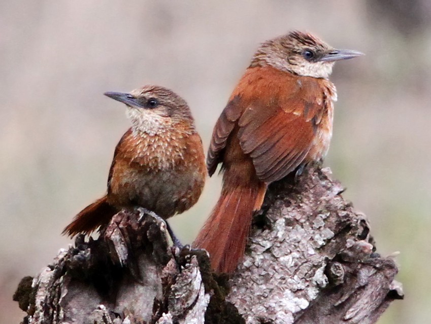Chestnut-backed Thornbird - eBird
