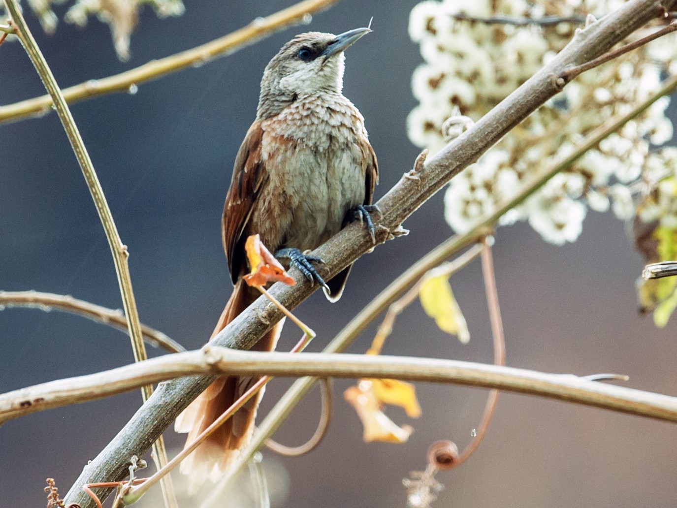 Chestnut-backed Thornbird - eBird