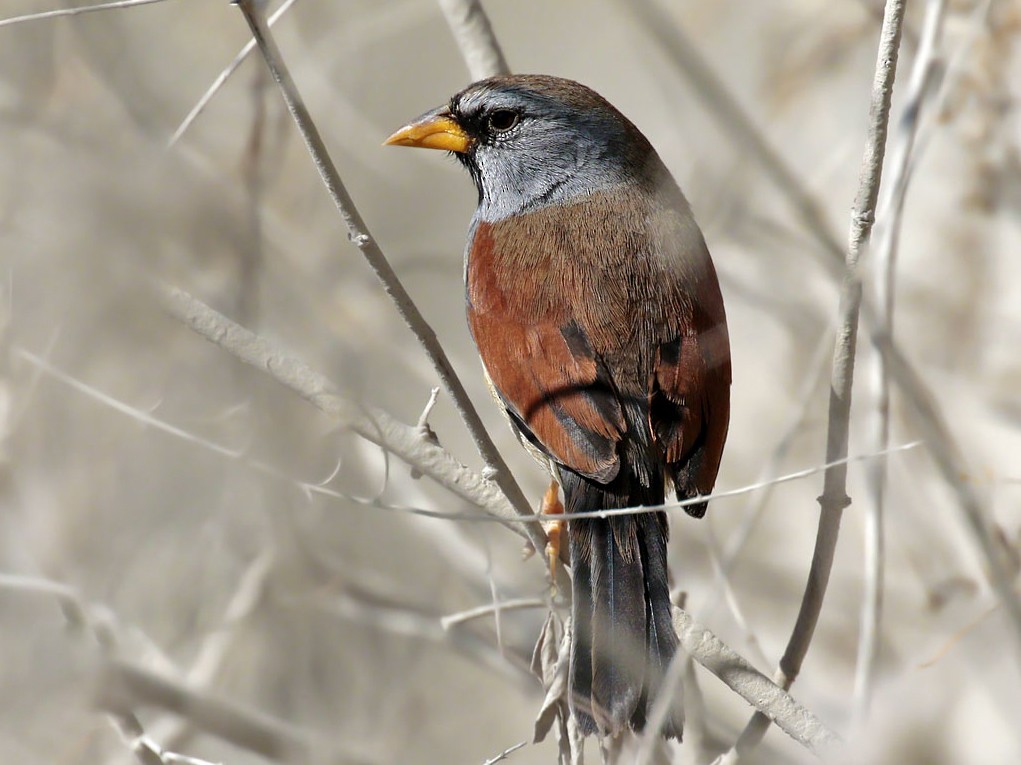 Great Inca-Finch - eBird