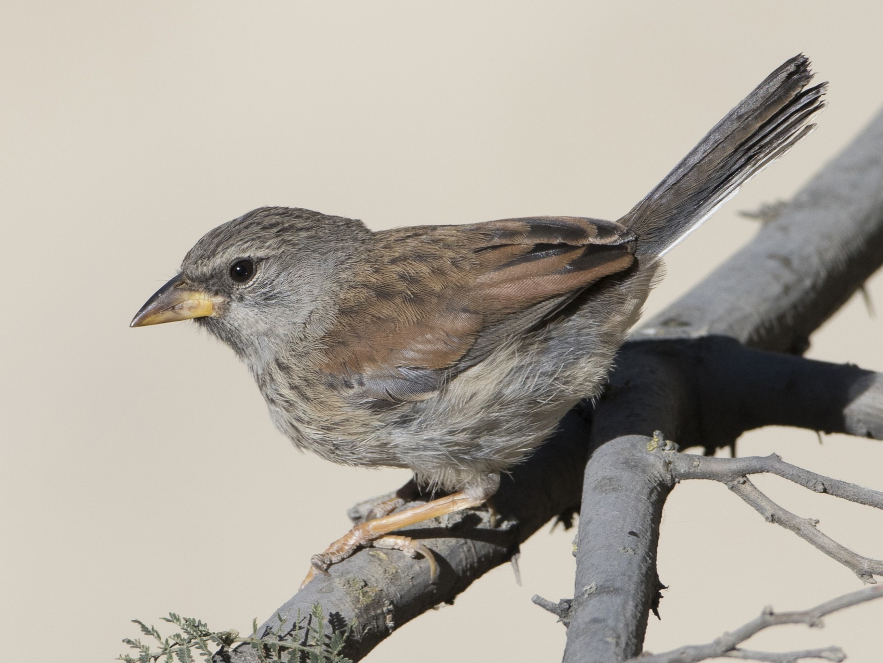 Great Inca-Finch - eBird