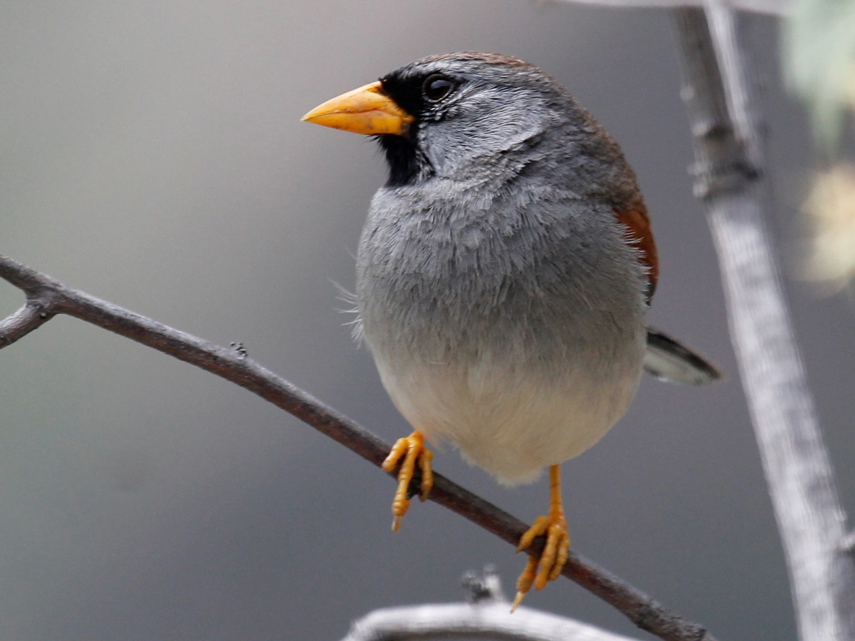Great Inca-Finch - eBird