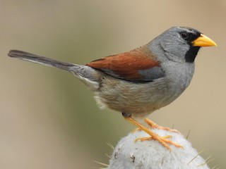 Great Inca-Finch - eBird