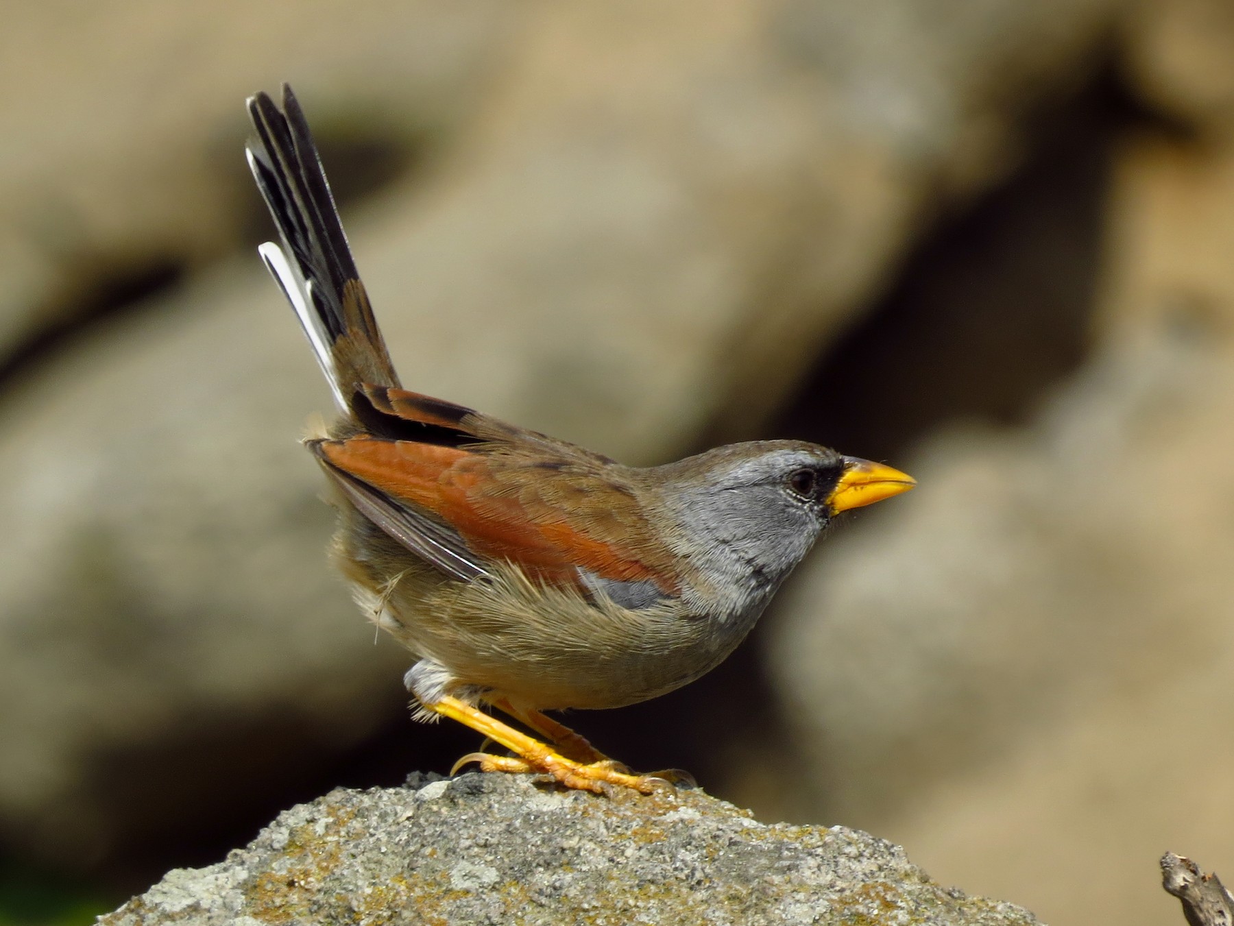 Great Inca-Finch - eBird
