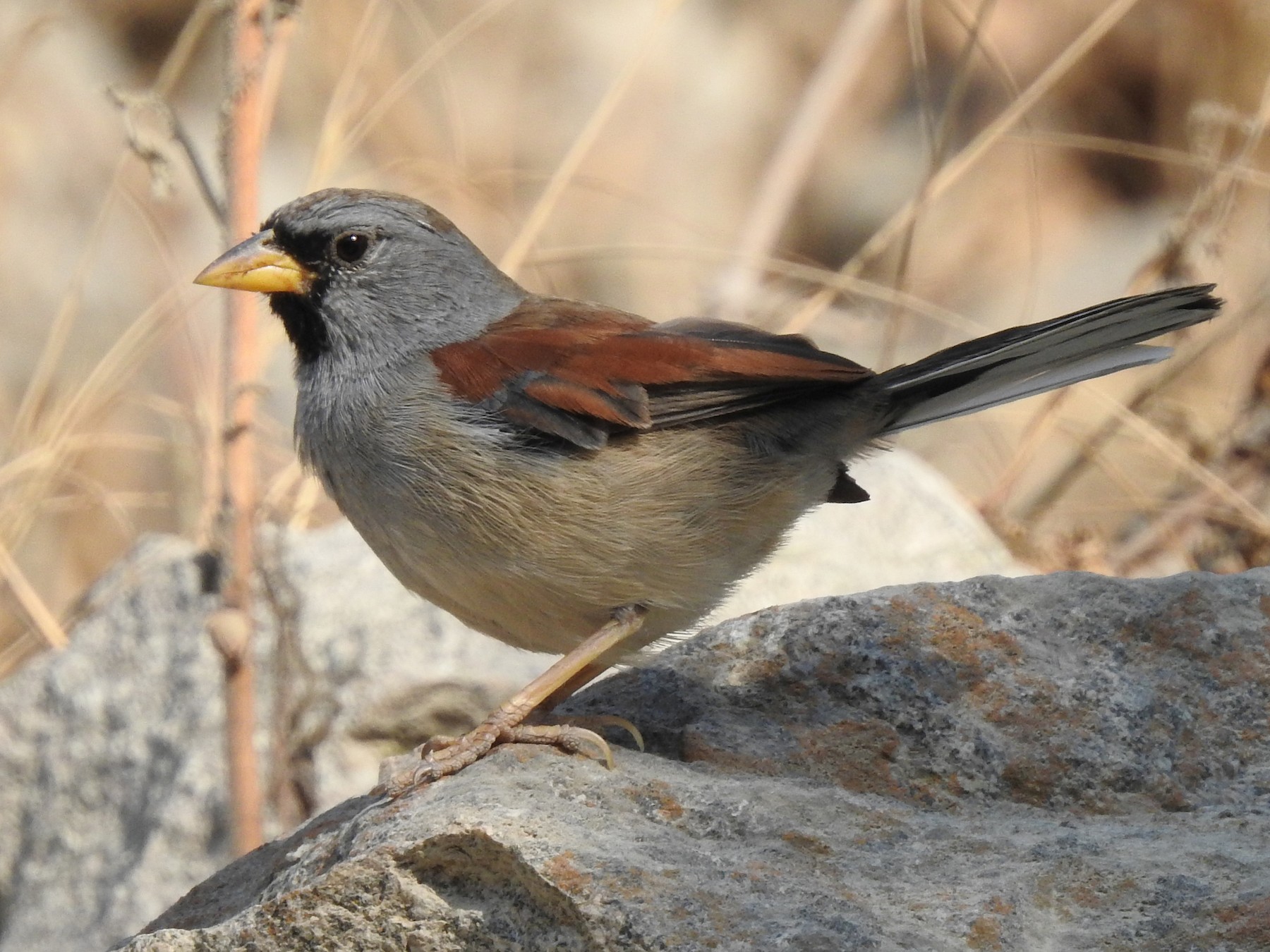 Great Inca-Finch - eBird