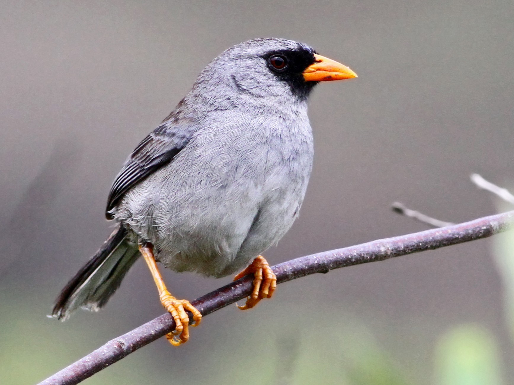 Gray-winged Inca-Finch - eBird