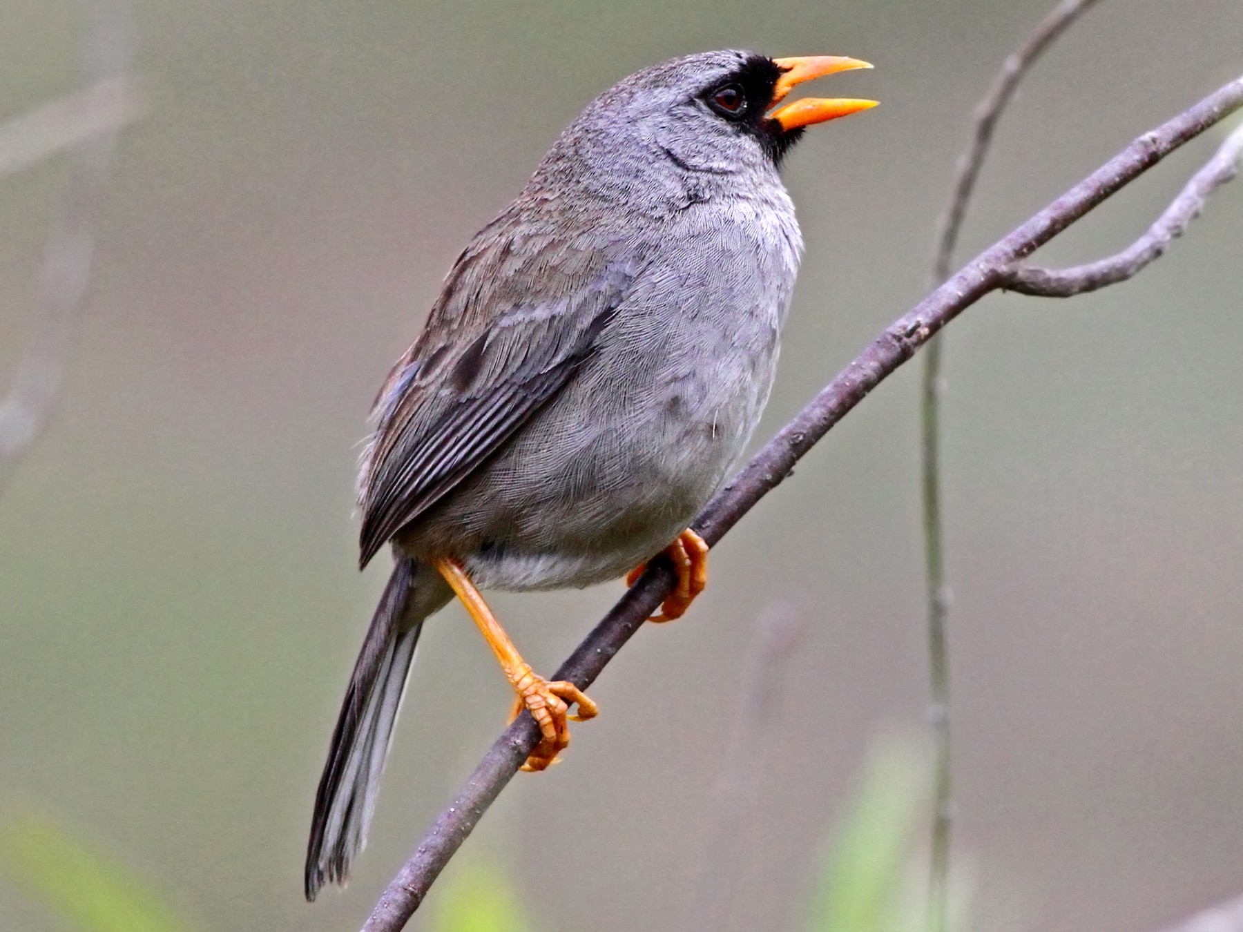 Grey-winged Inca-Finch - eBird