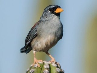 Little Inca-Finch - eBird