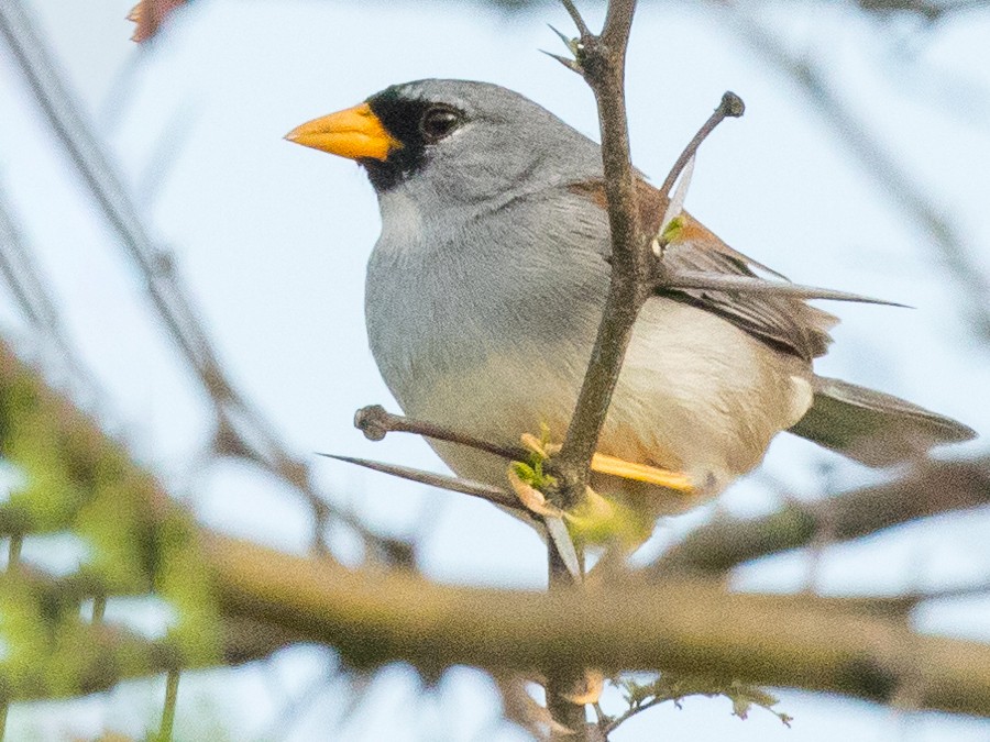 Little Inca-Finch - eBird