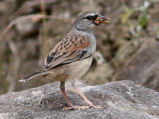 Little Inca-Finch - eBird