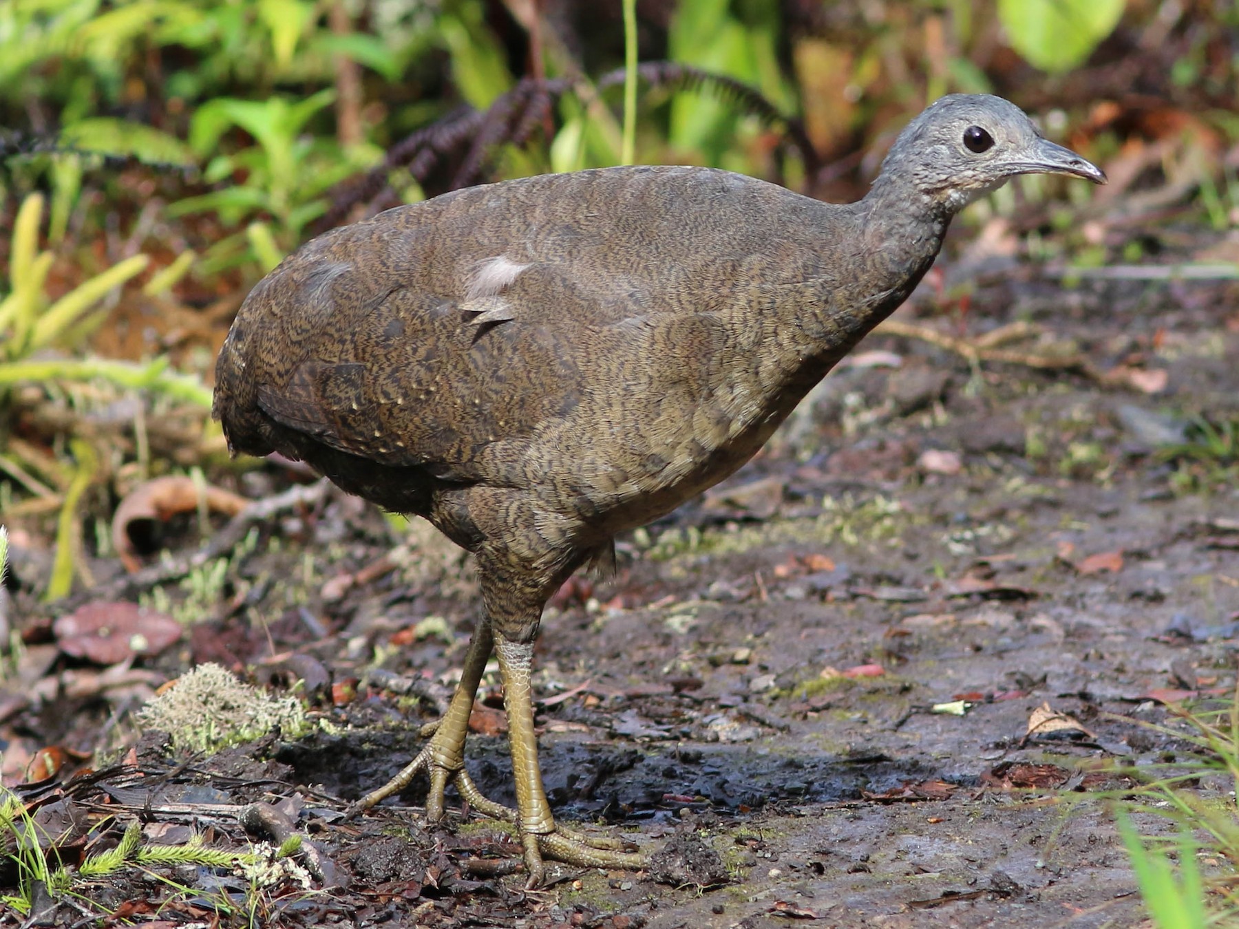 Hooded Tinamou - eBird